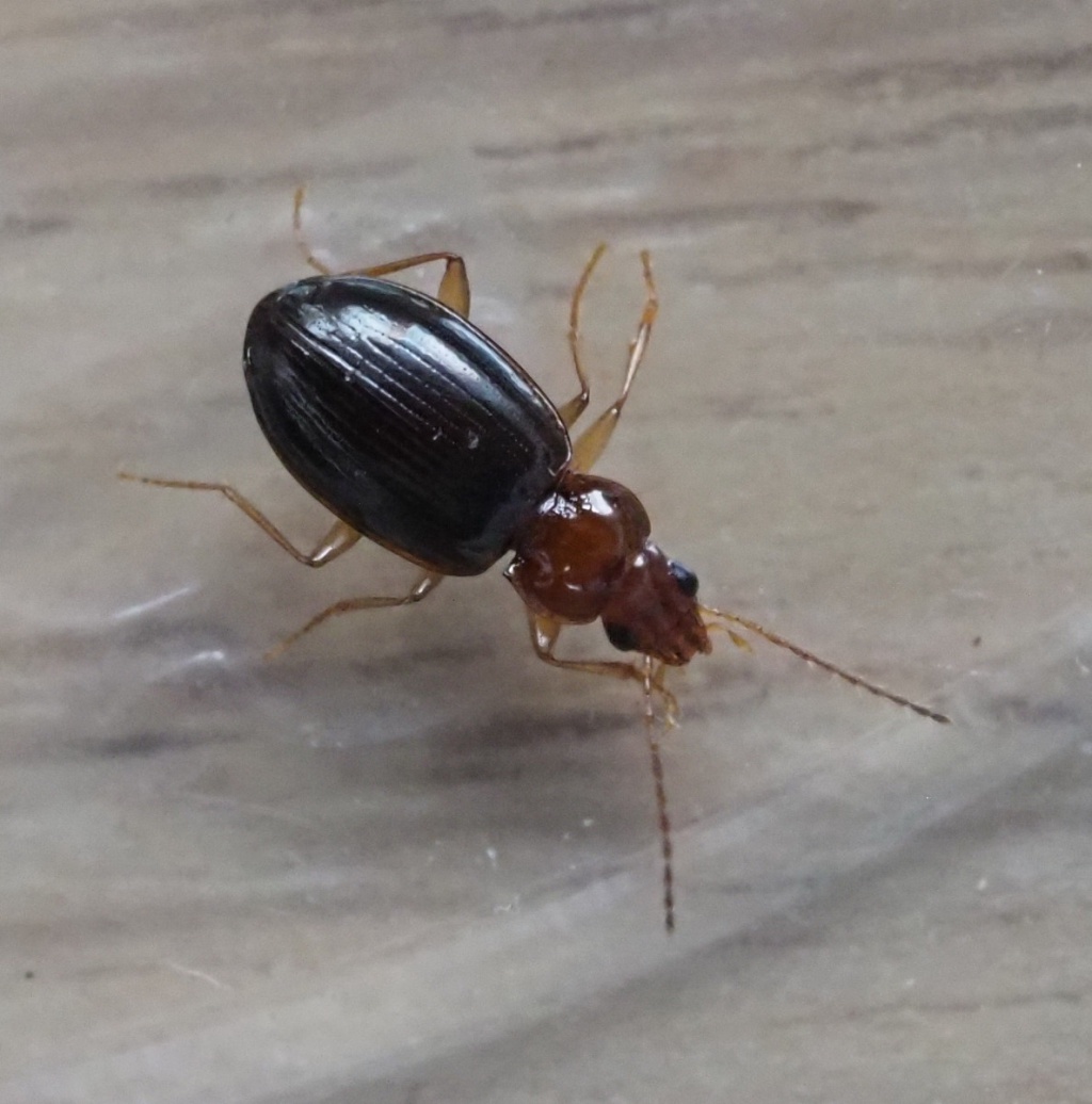 Ocys harpaloides/tachysoides | NatureSpot