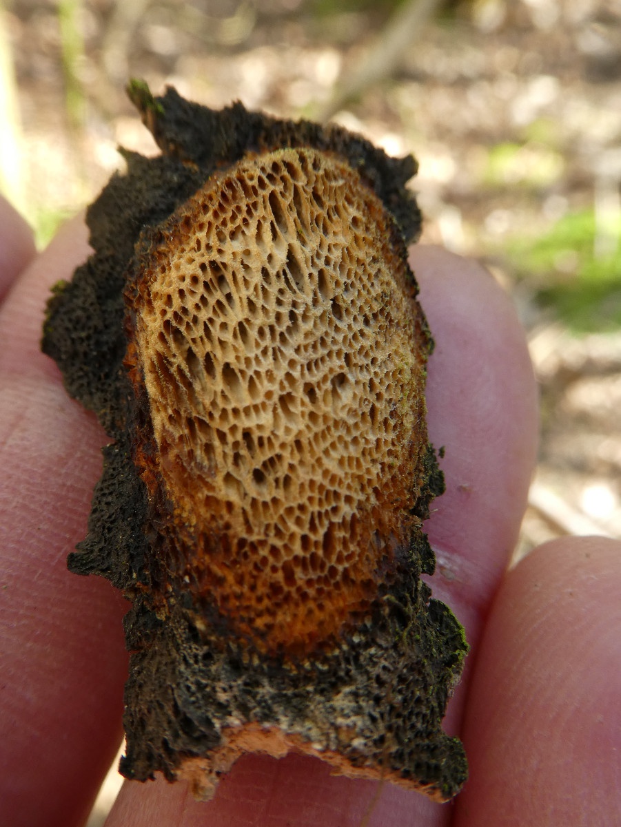 Hazel Porecrust | NatureSpot