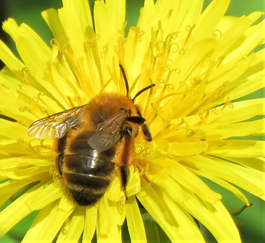 Record of Buffish Mining Bee (Andrena nigroaenea)