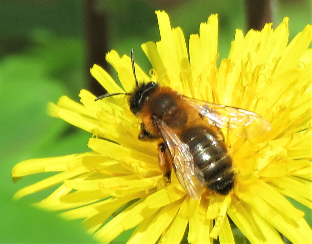 Record of Buffish Mining Bee (Andrena nigroaenea)