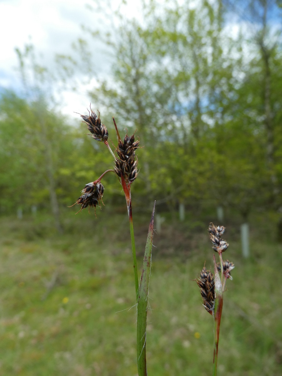 Heath Wood-rush | NatureSpot