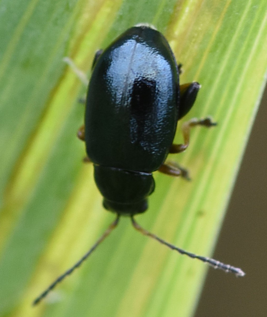 Iris Flea Beetle | NatureSpot