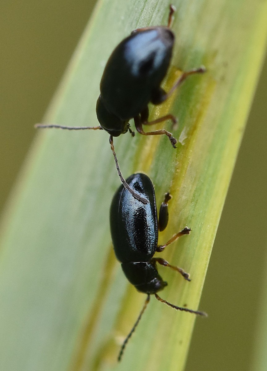 Iris Flea Beetle | NatureSpot