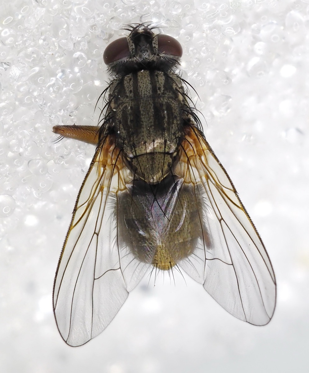 Phaonia angelicae | NatureSpot