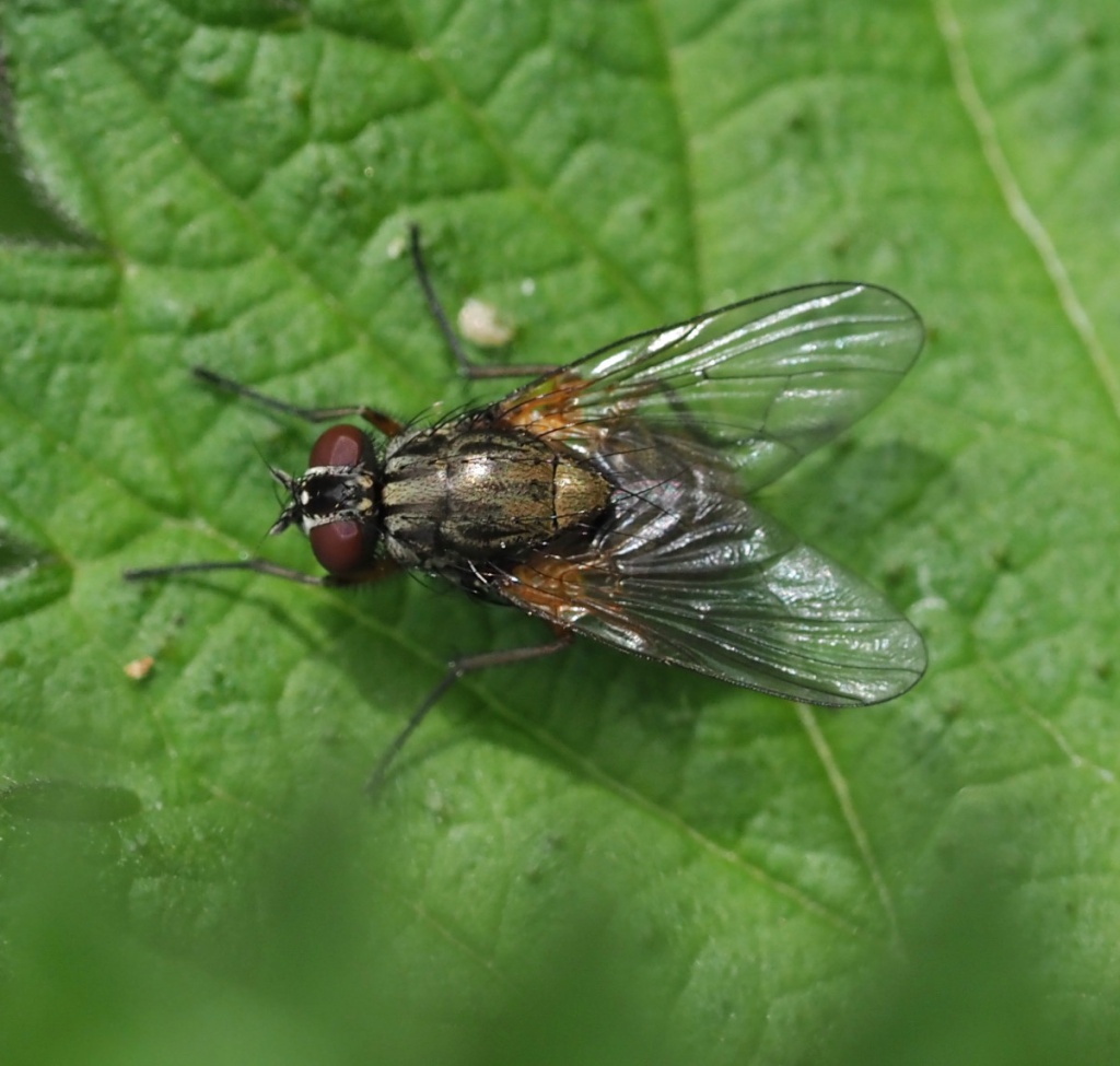 Phaonia angelicae | NatureSpot