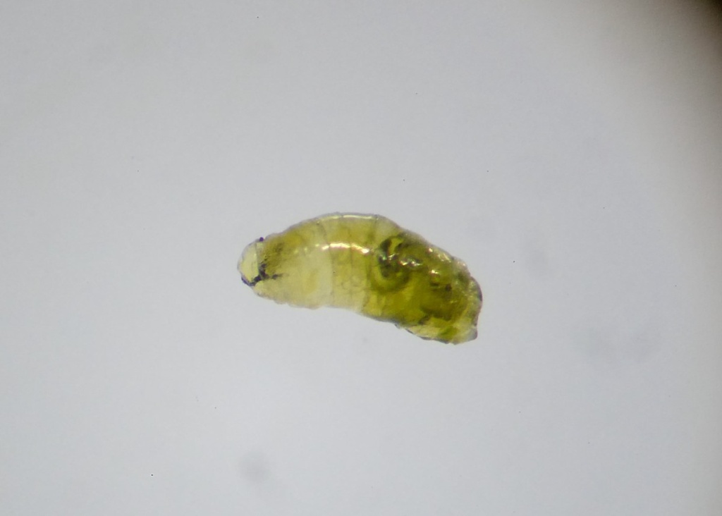 Agromyza johannae | NatureSpot