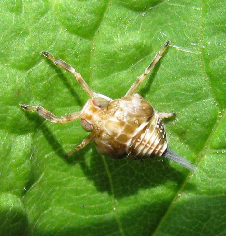 Issus coleoptratus | NatureSpot