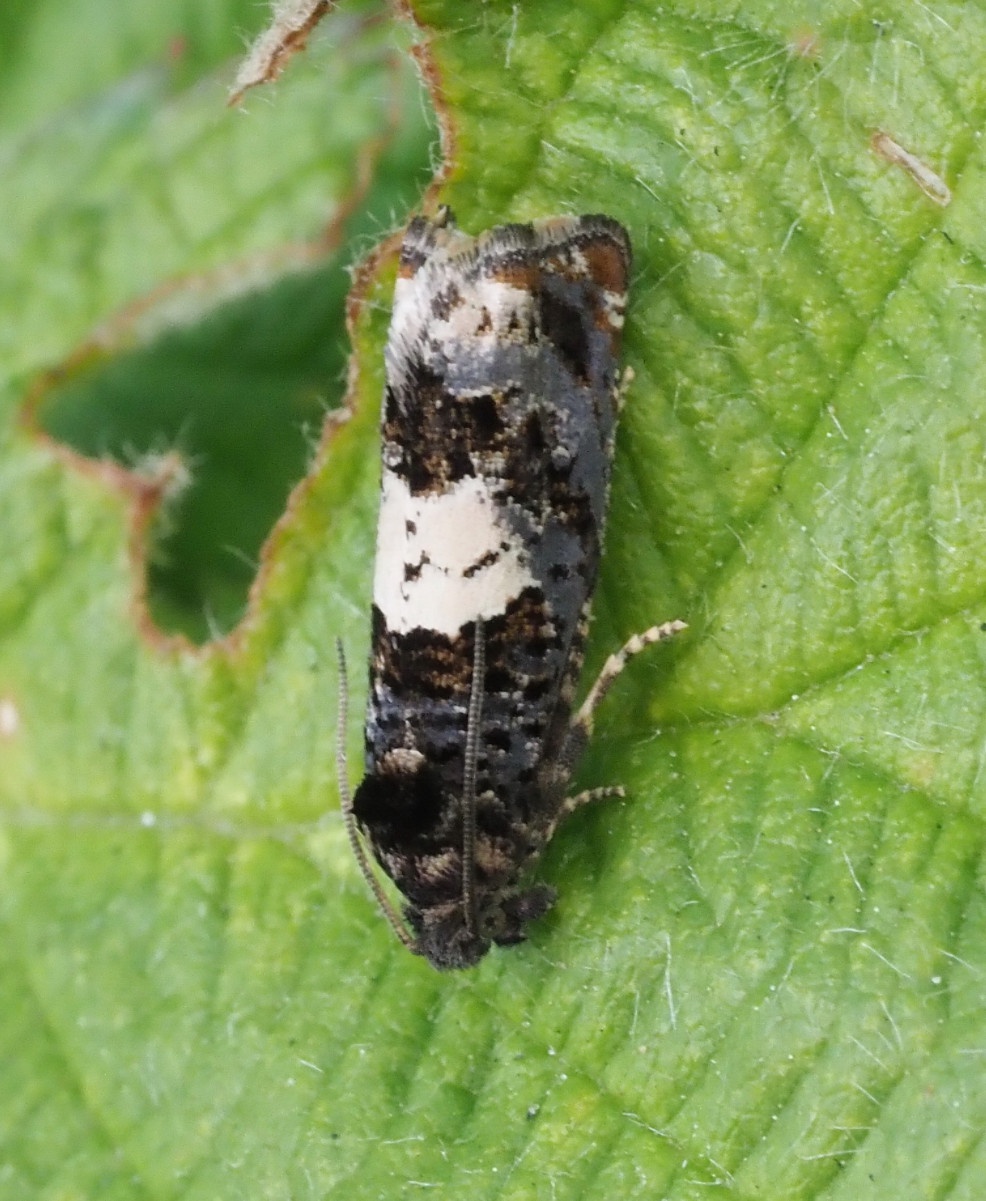 Epiblema scutulana agg. | NatureSpot