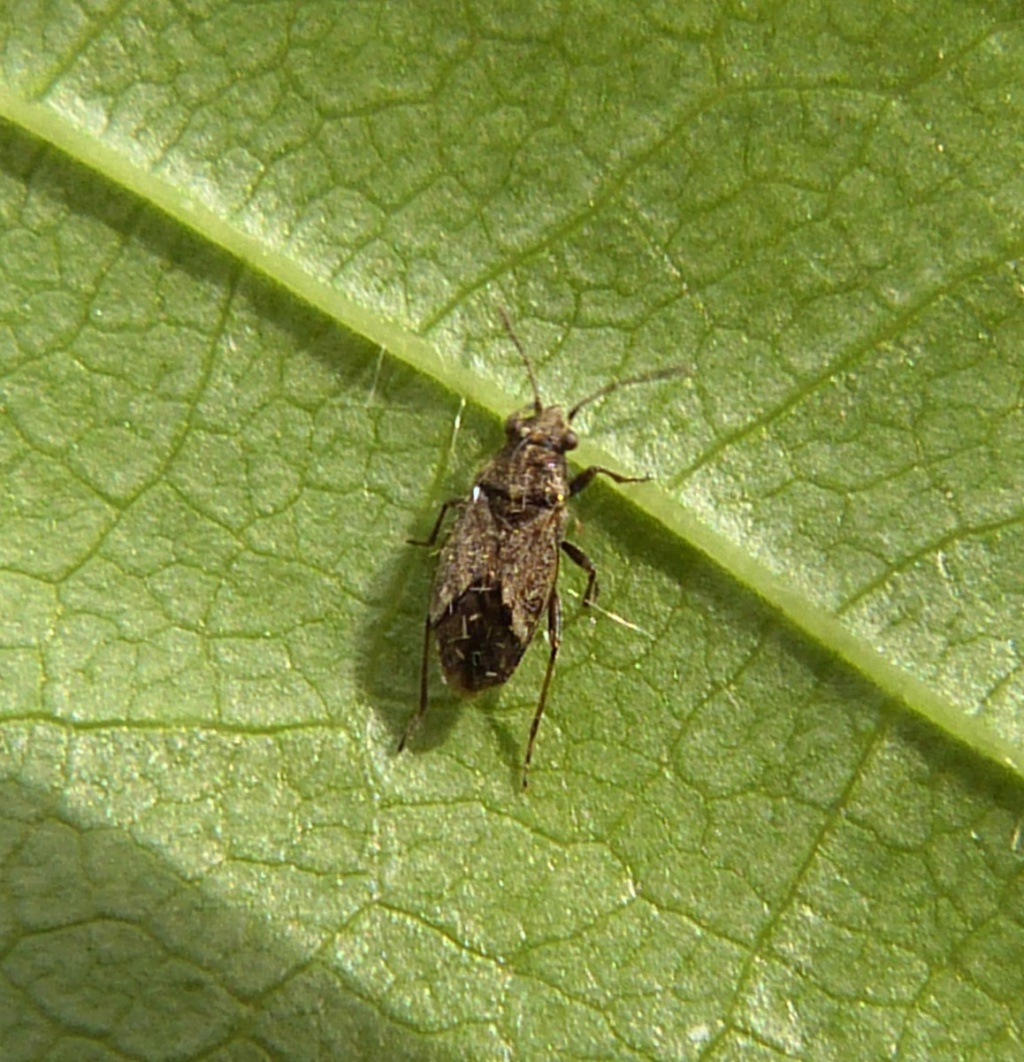 Nysius huttoni | NatureSpot