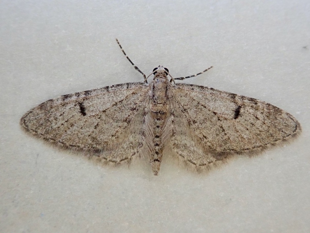 Ochreous Pug | NatureSpot