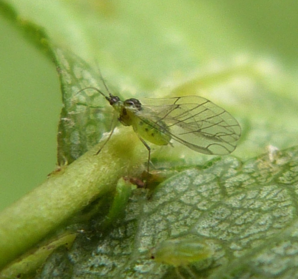 Damson-hop aphid | NatureSpot