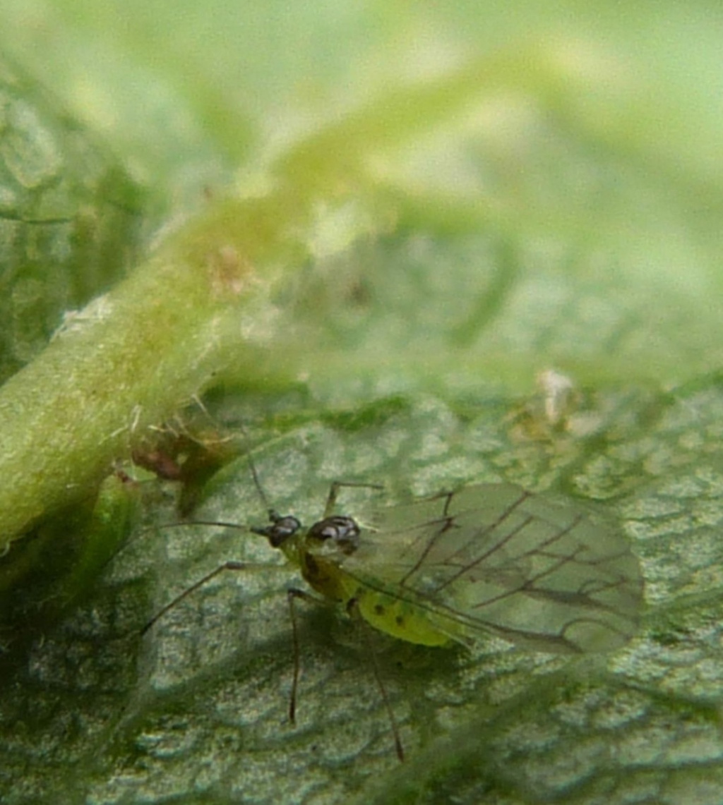 Damson-hop aphid | NatureSpot