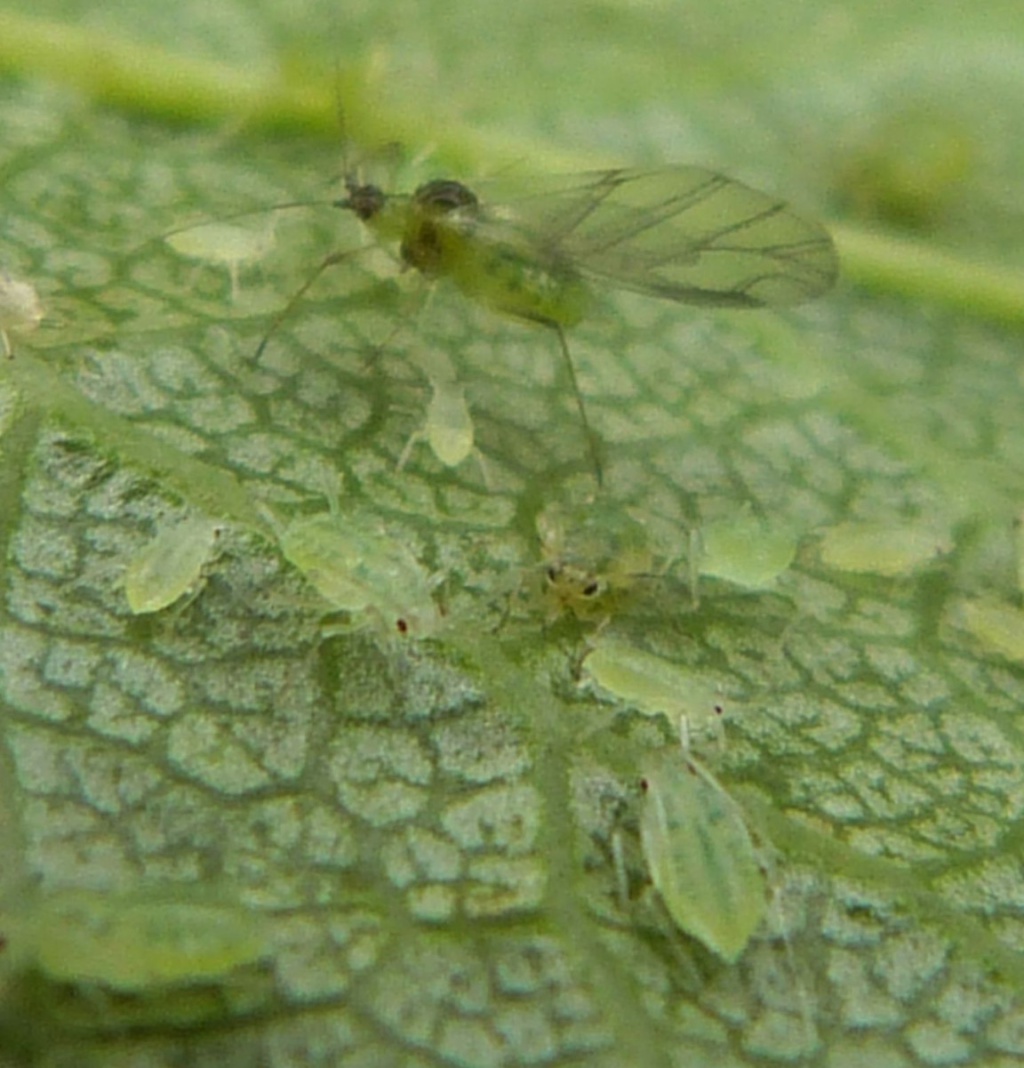 Damson-hop aphid | NatureSpot