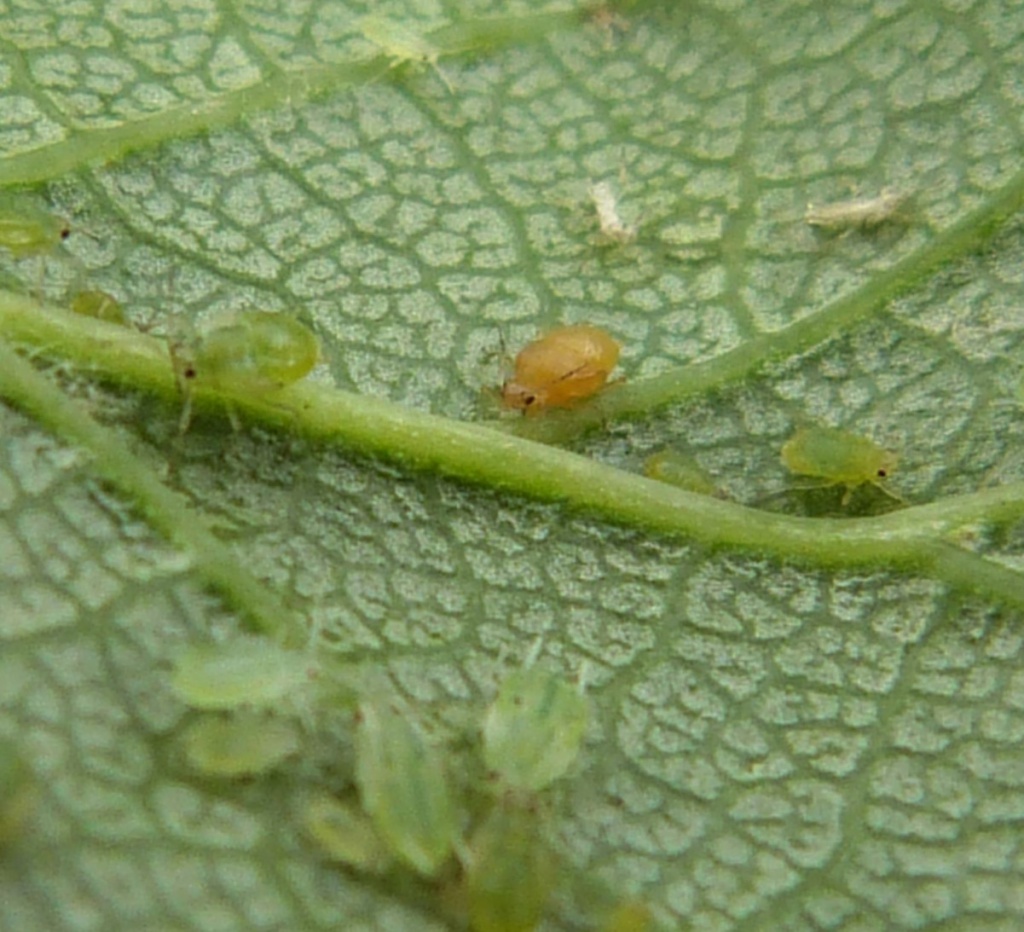 Damson-hop aphid | NatureSpot