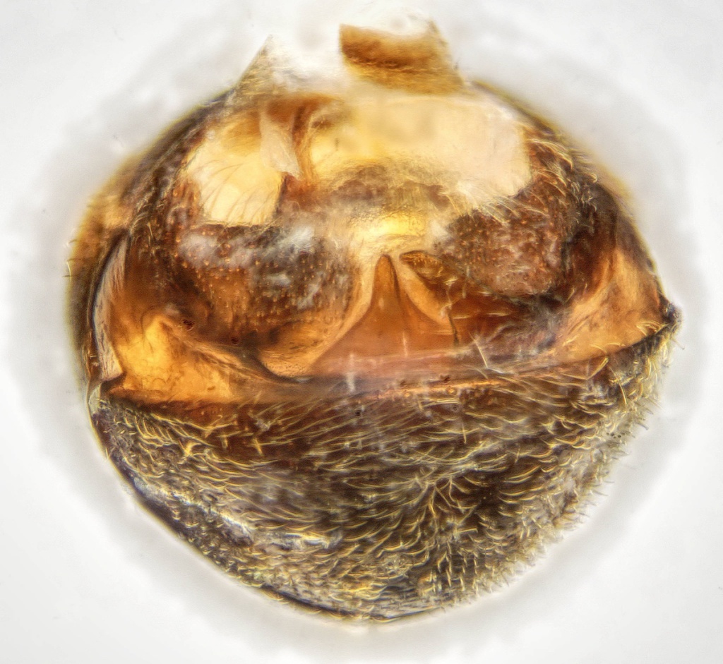 Drymus sylvaticus | NatureSpot