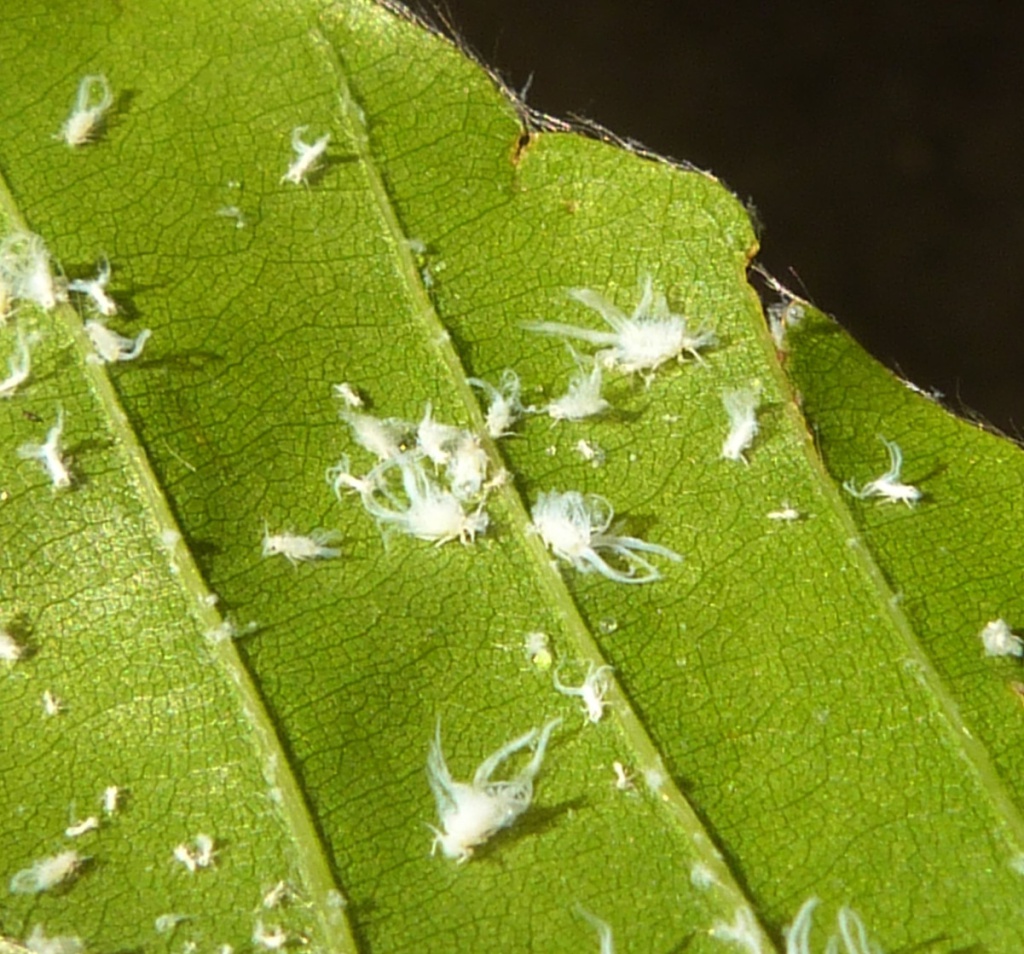 Woolly Beech Aphid | NatureSpot