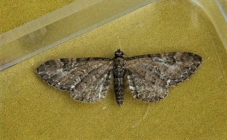 Record of Common Pug (Eupithecia vulgata)