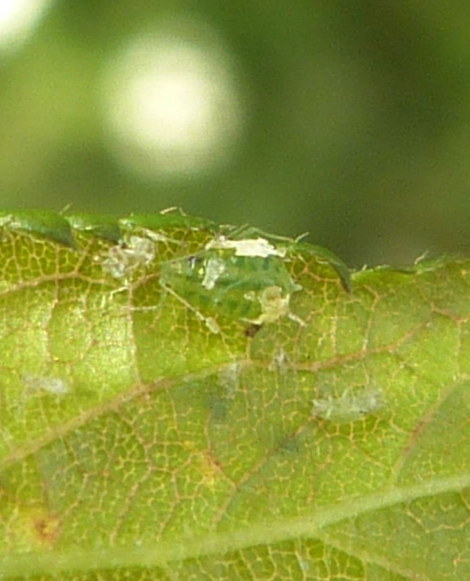 Damson-hop aphid | NatureSpot