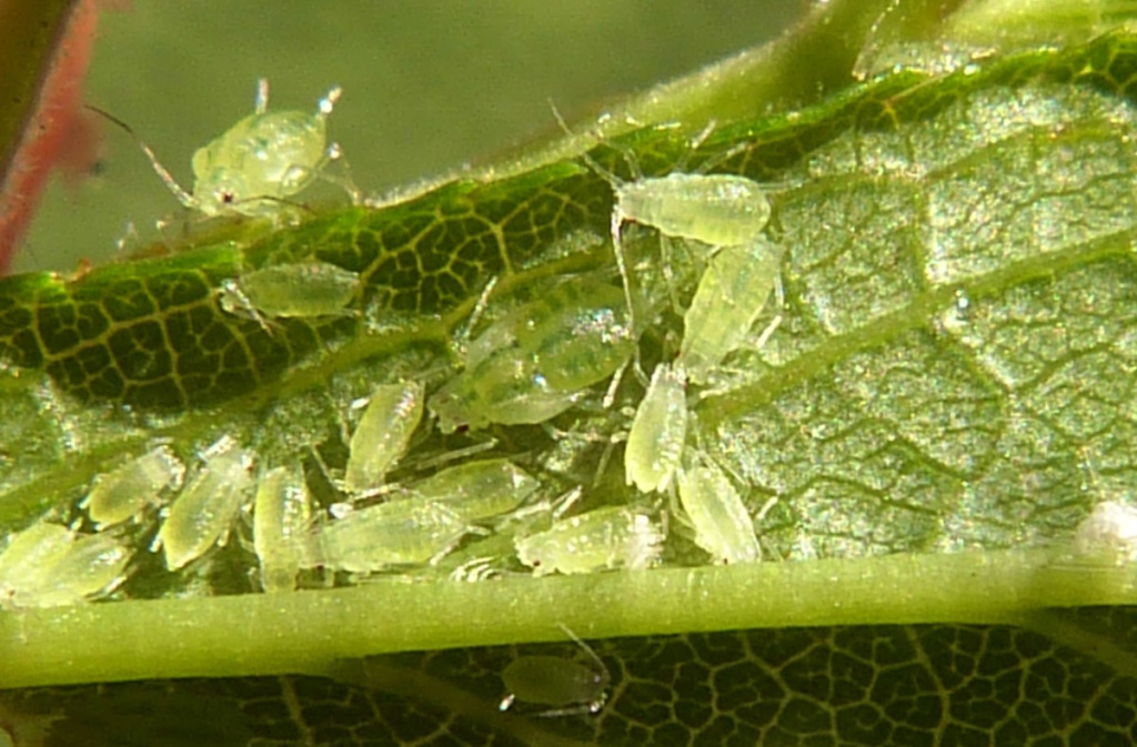 Damson-hop aphid | NatureSpot