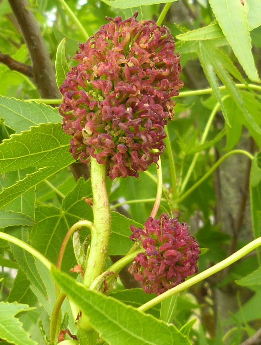 Liquidambar Styraciflua Flower