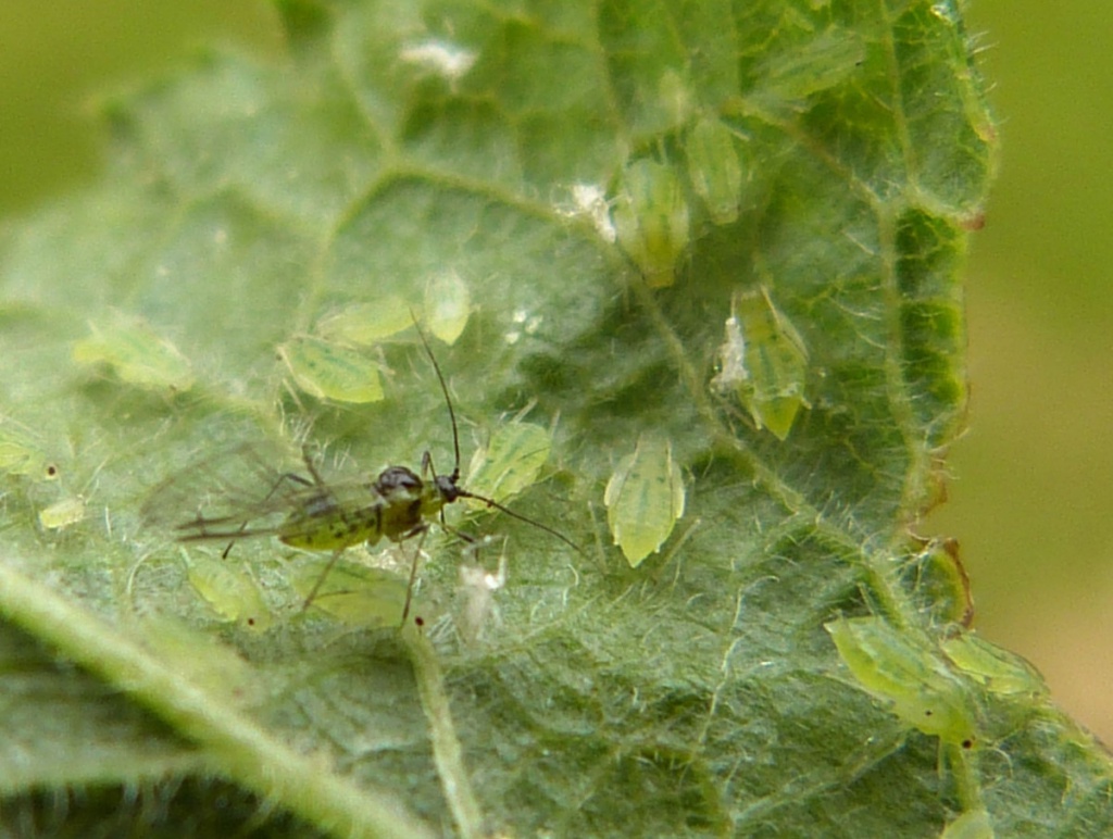 Damson-hop aphid | NatureSpot