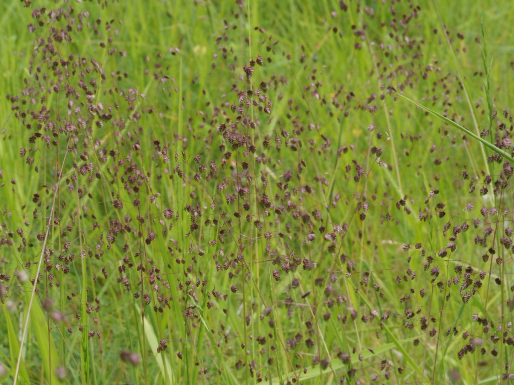 Quaking Grass Irish Grasses Common Quaking Grass, Briza Media