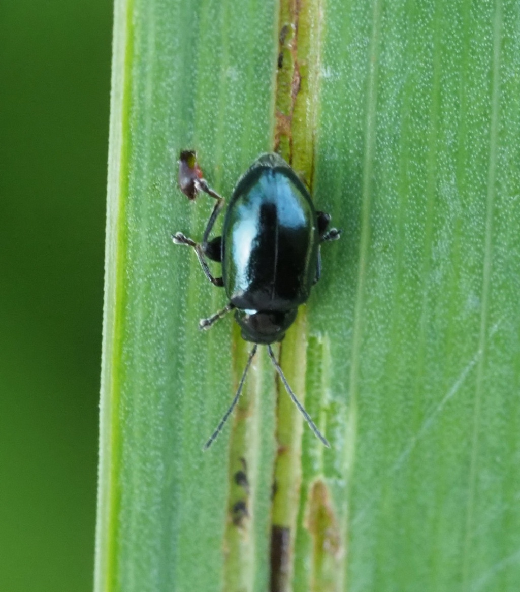 Iris Flea Beetle | NatureSpot