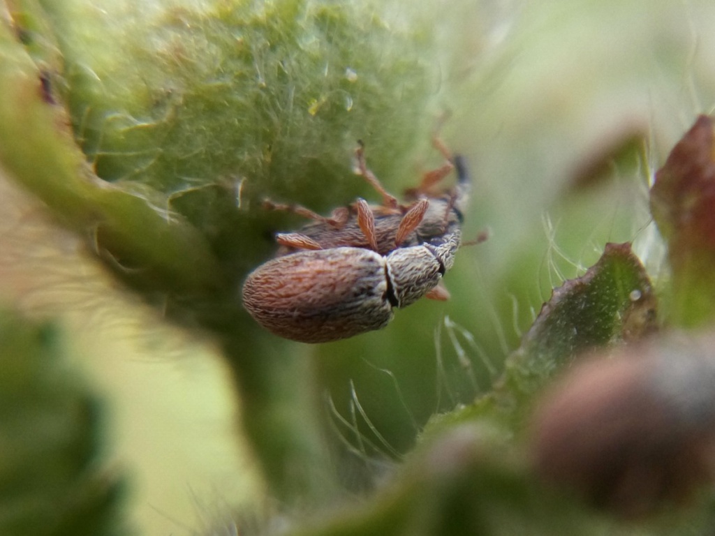 Malvapion malvae | NatureSpot
