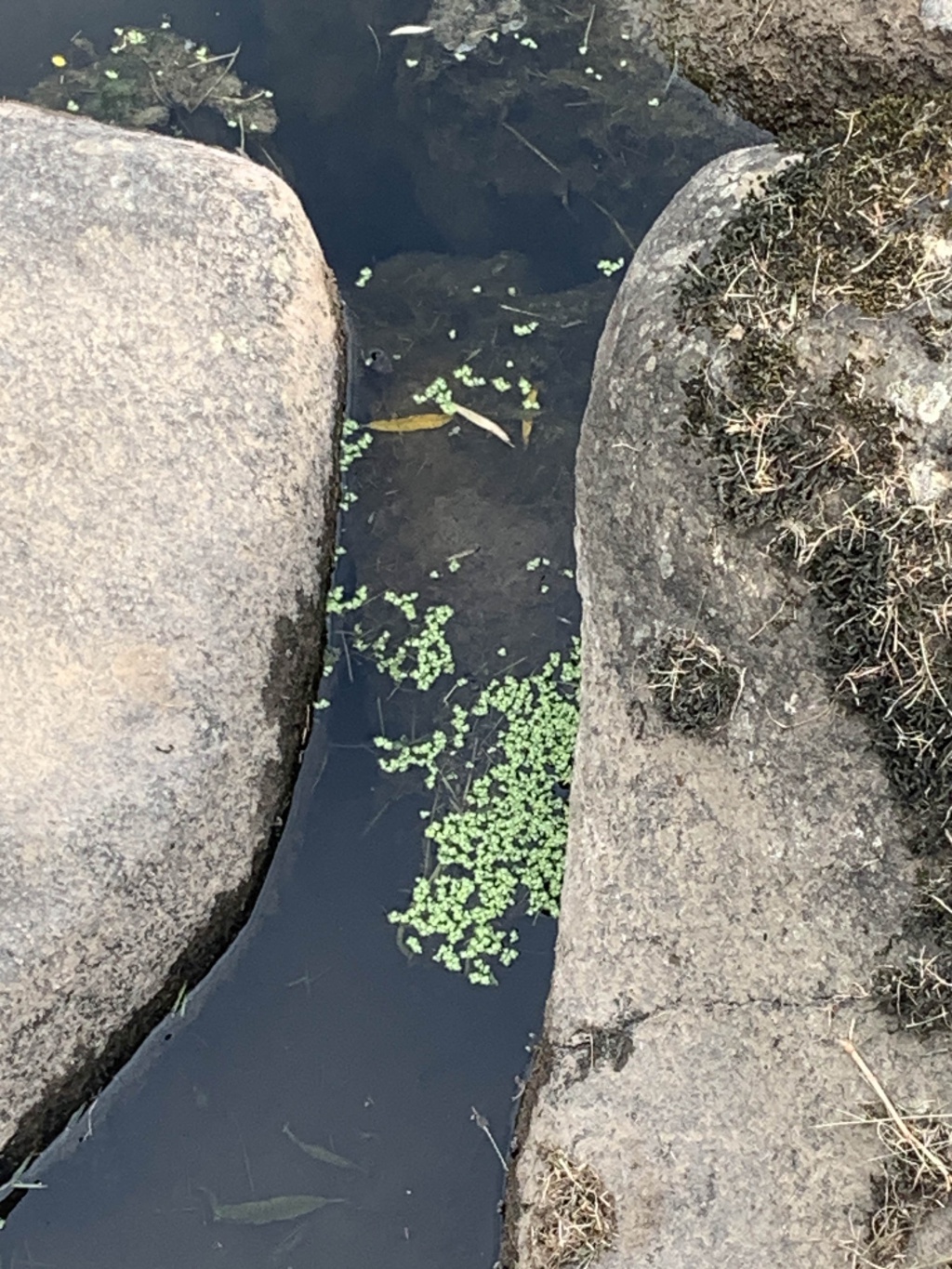 Bloomin Algae Record Map | iRecord