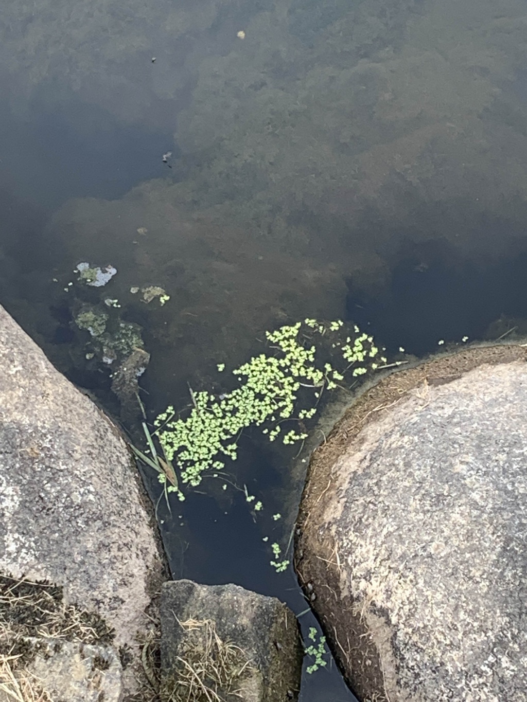 Bloomin Algae Record Map | iRecord