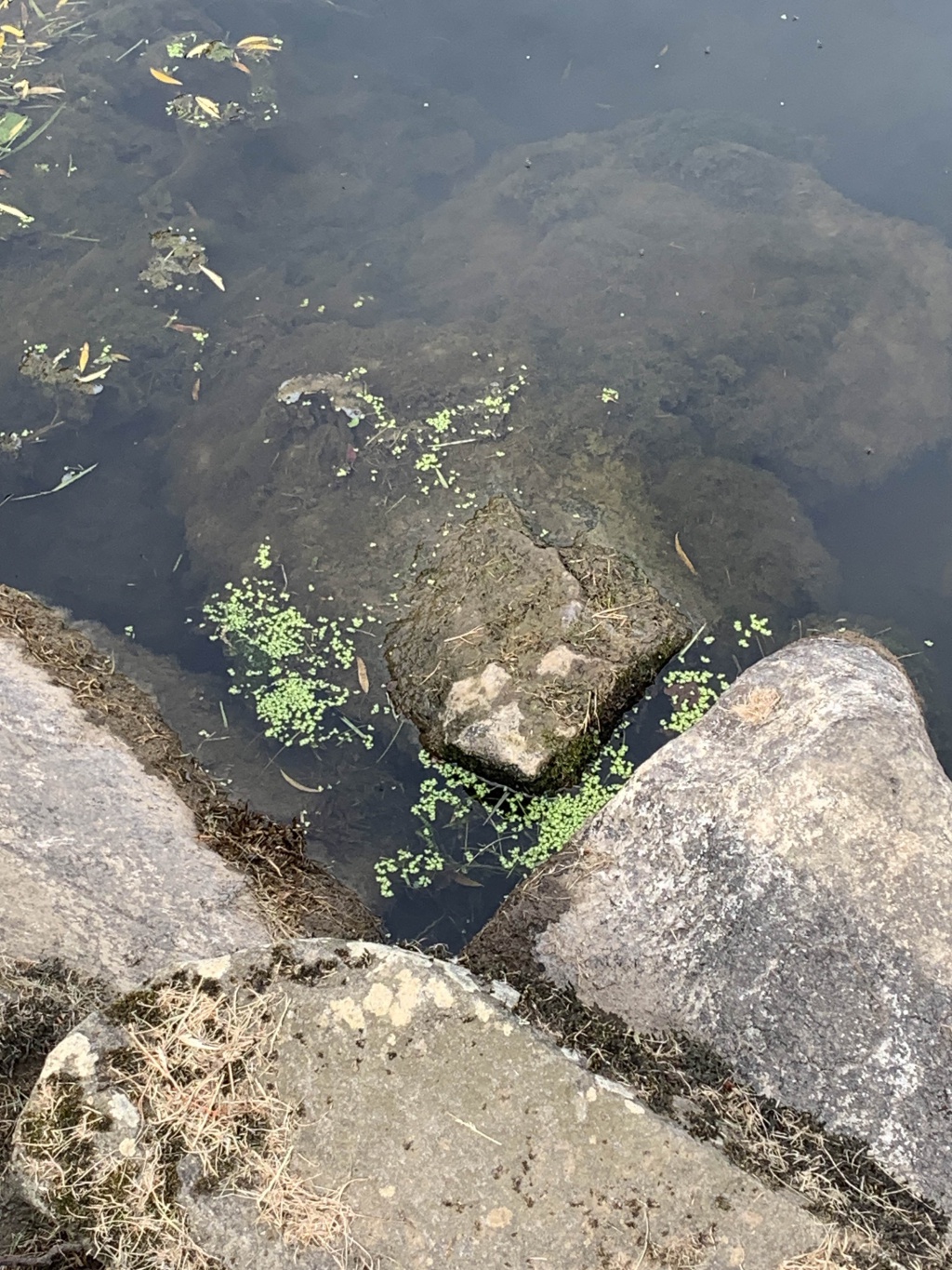 Bloomin Algae Record Map | iRecord