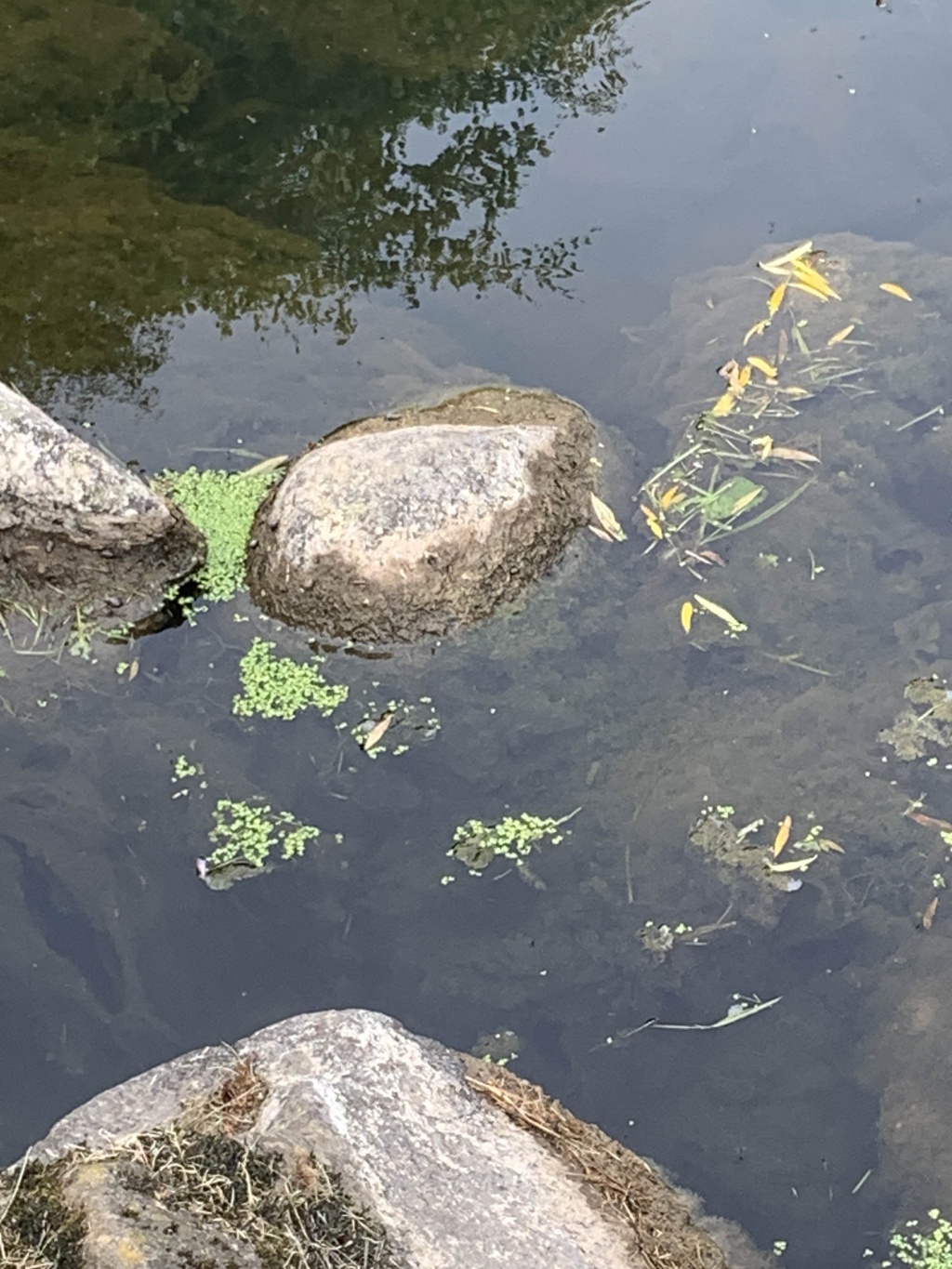 Bloomin Algae Record Map | iRecord