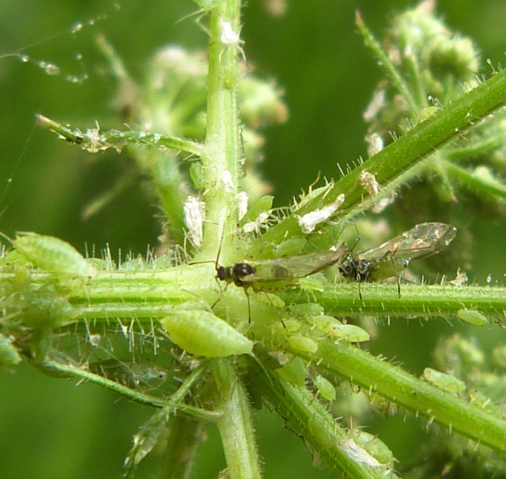 cavariella-theobaldi-naturespot