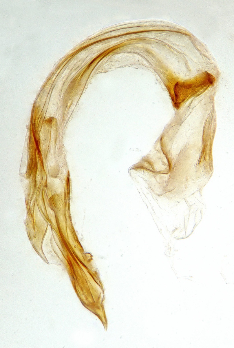 Psallus perrisi | NatureSpot