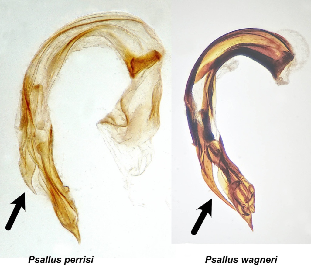 Psallus perrisi | NatureSpot