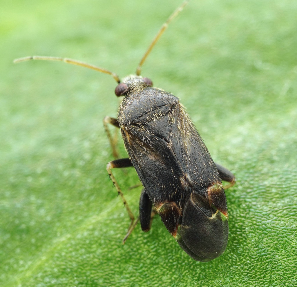 Psallus perrisi | NatureSpot