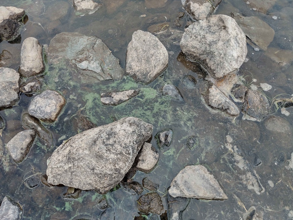 Bloomin Algae Record Map | iRecord