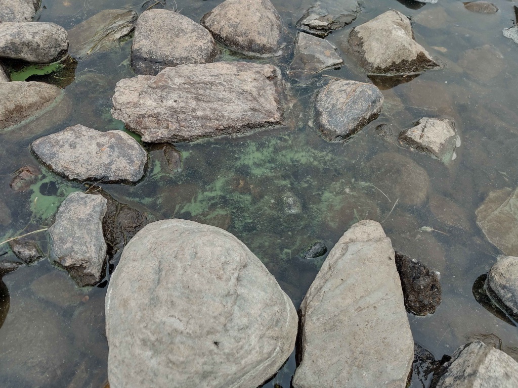 Bloomin Algae Record Map | iRecord