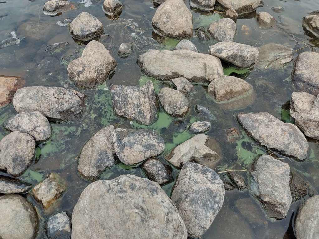 Bloomin Algae Record Map | iRecord