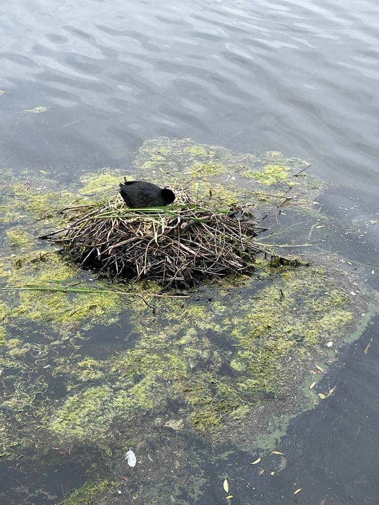 Bloomin Algae Record Map | iRecord