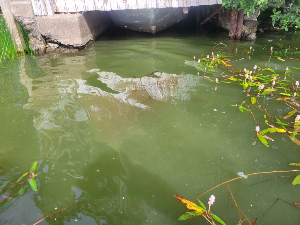 Bloomin Algae Record Map | iRecord