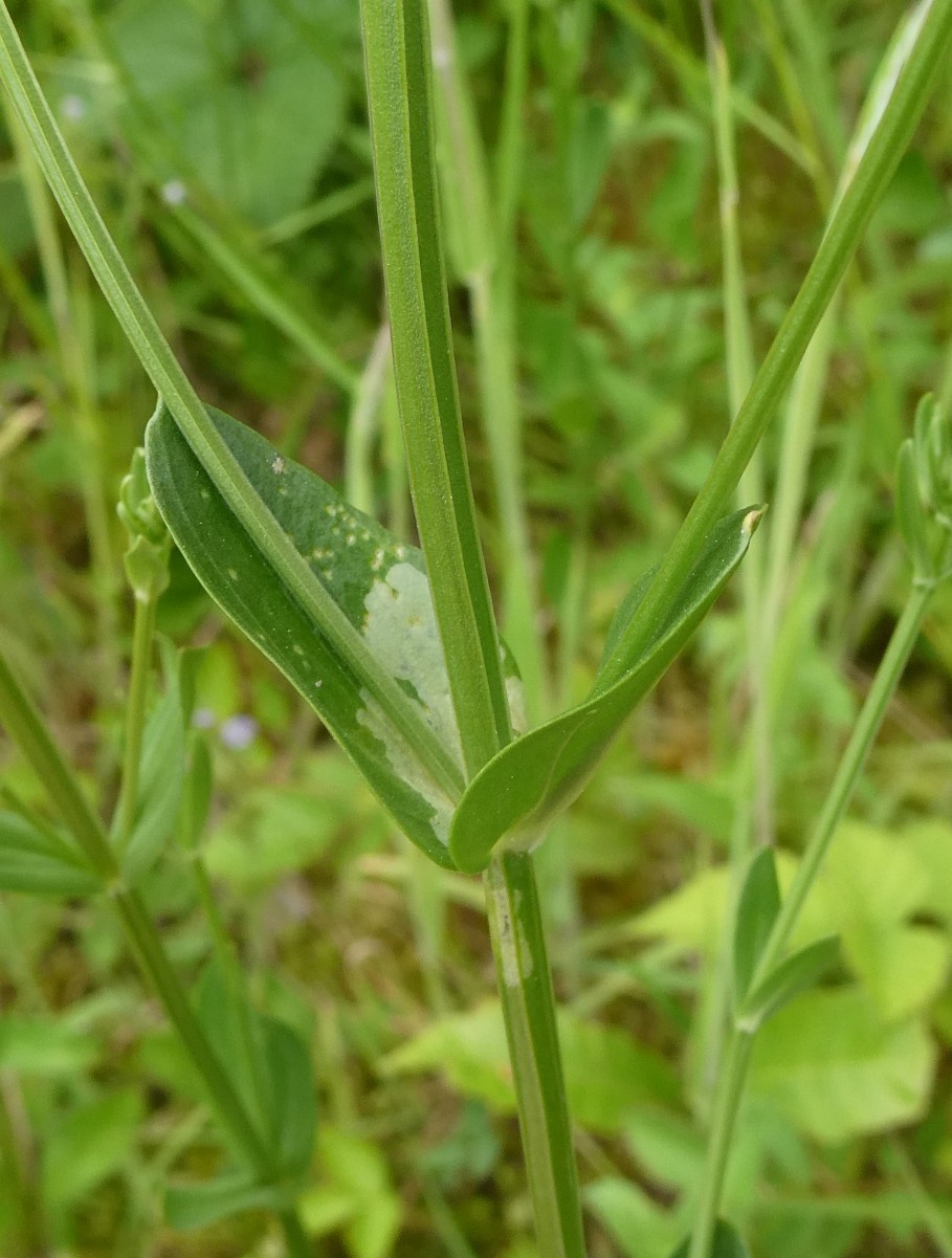 Chromatomyia centaurii | NatureSpot