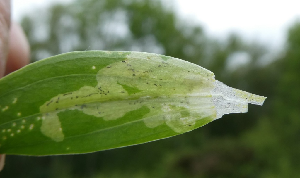 Chromatomyia centaurii | NatureSpot