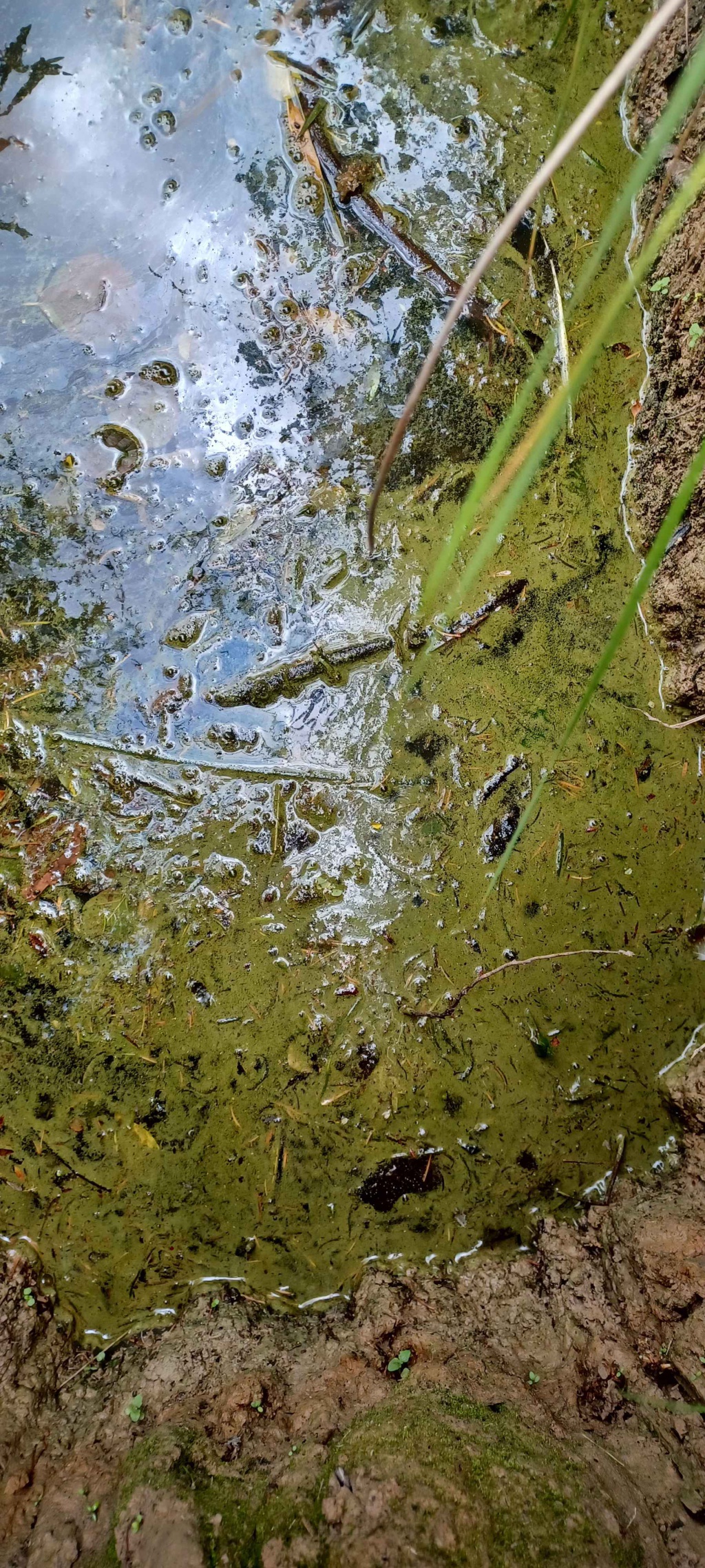 Bloomin Algae Record Map | iRecord