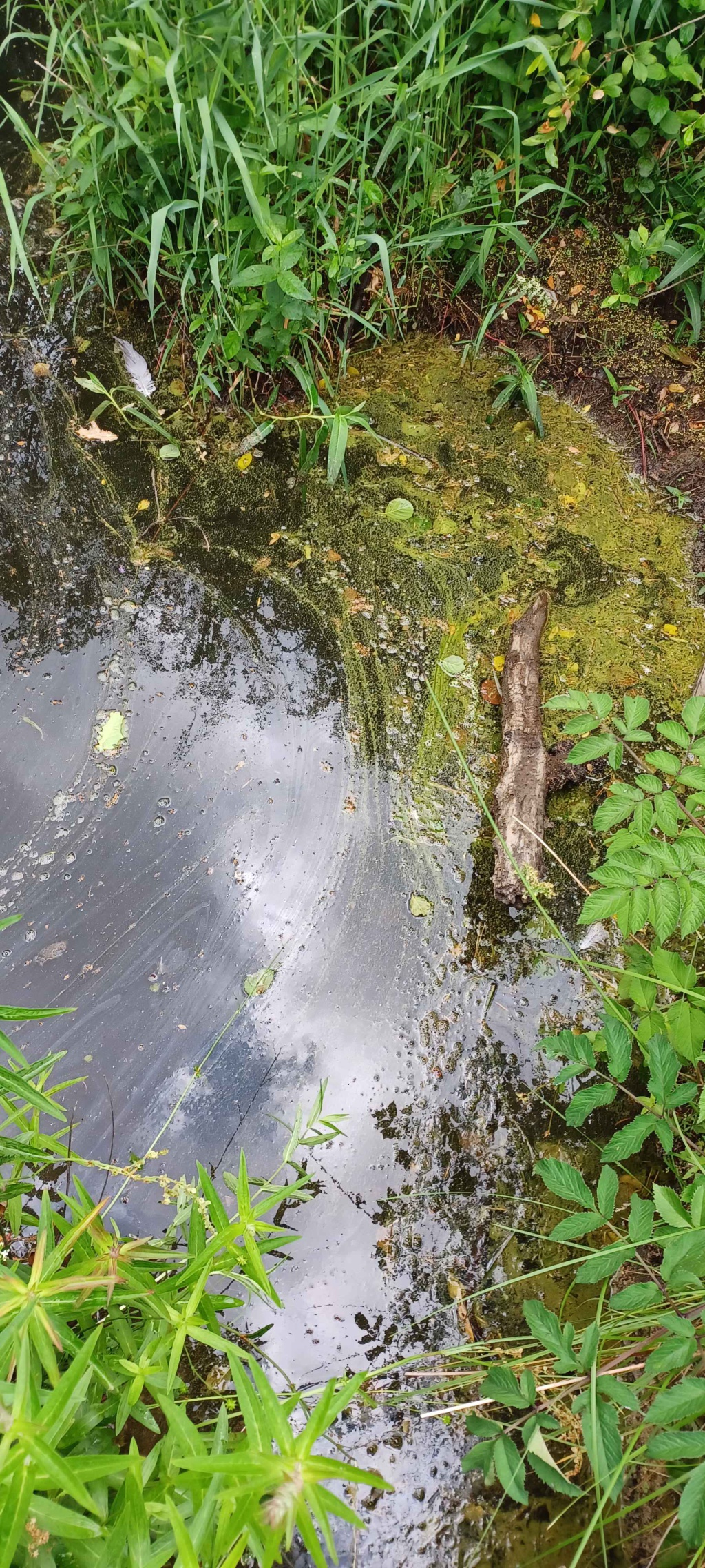 Bloomin Algae Record Map | iRecord