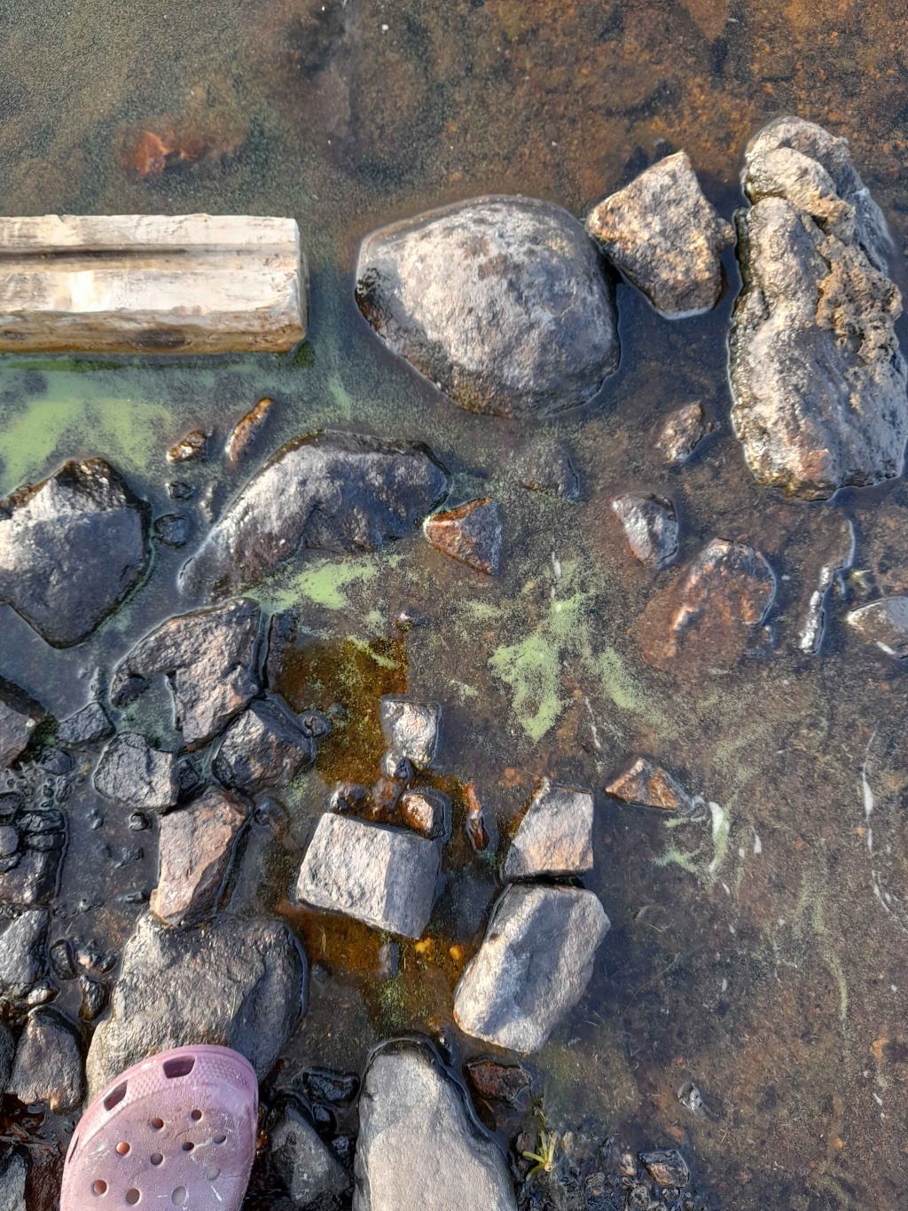 Bloomin Algae Record Map | iRecord