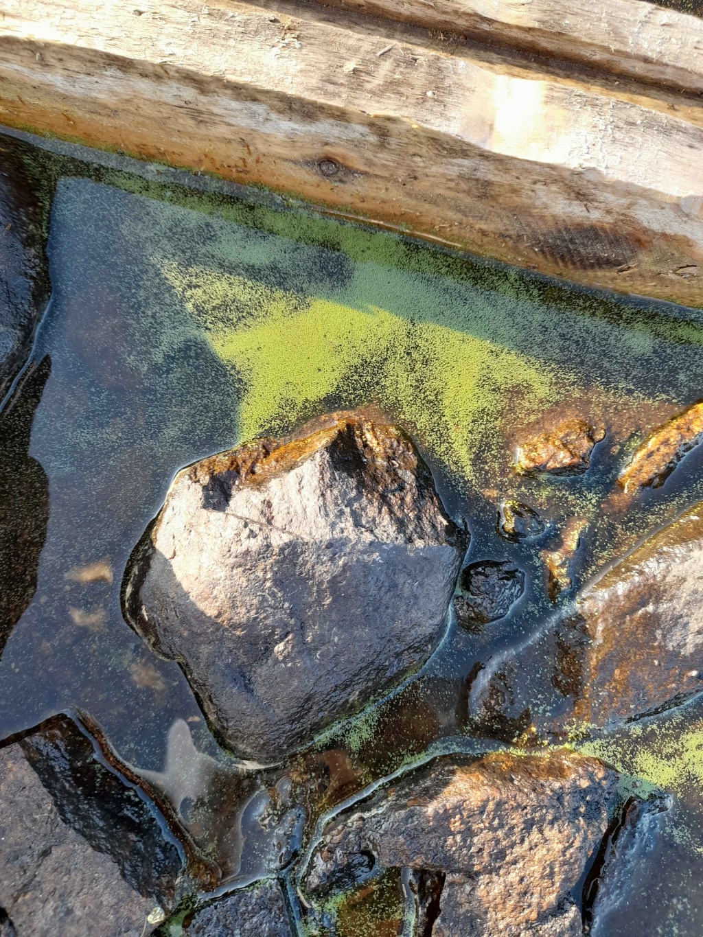 Bloomin Algae Record Map | iRecord