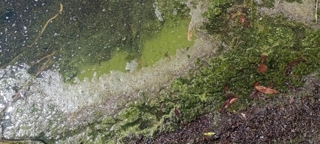 Bloomin Algae Record Map | iRecord