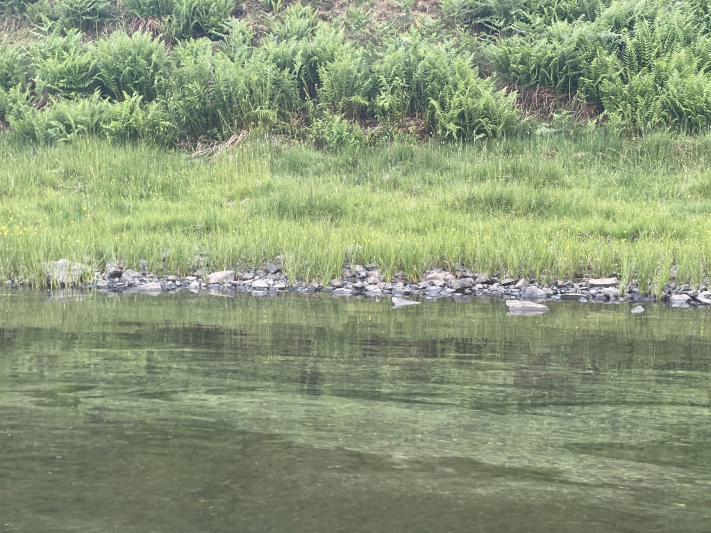 Bloomin Algae Record Map | iRecord