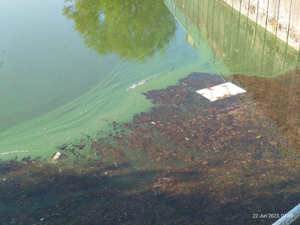 Bloomin Algae Record Map | iRecord